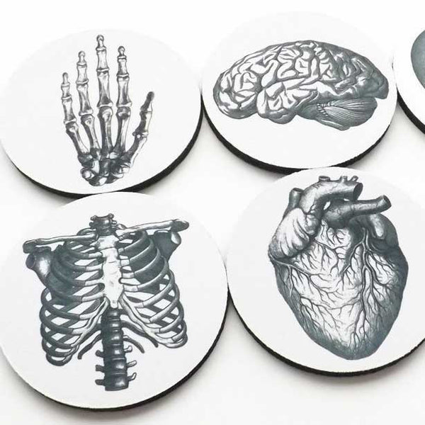 Anatomy Coasters – OddGifts.com