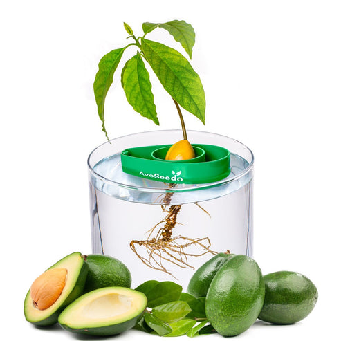 Avocado Tree Growing Kit – Odd Gifts.com