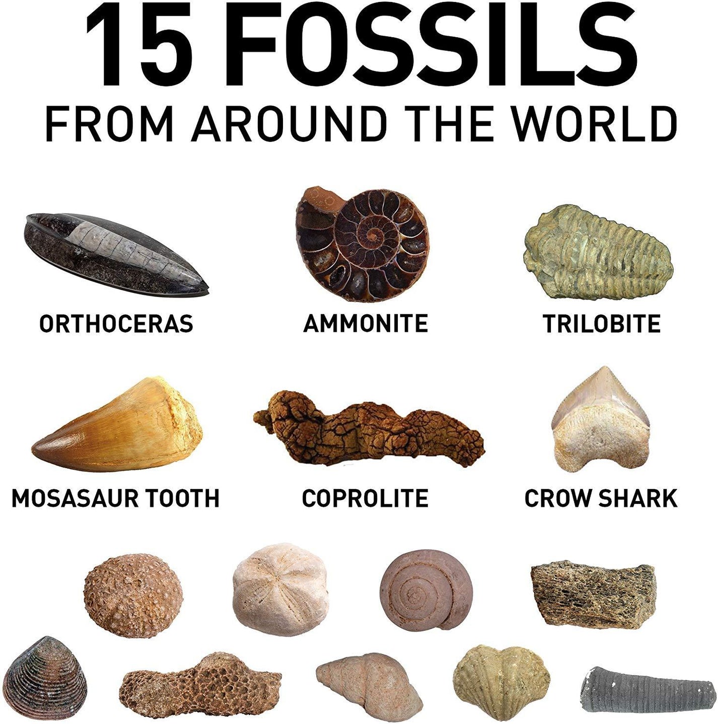 Fossil Dig Kit – OddGifts.com